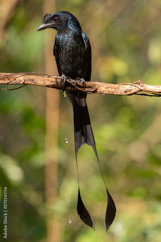 Greater Racquet Tailed Drongo in the rain forest Stock Photo | Adobe Stock
