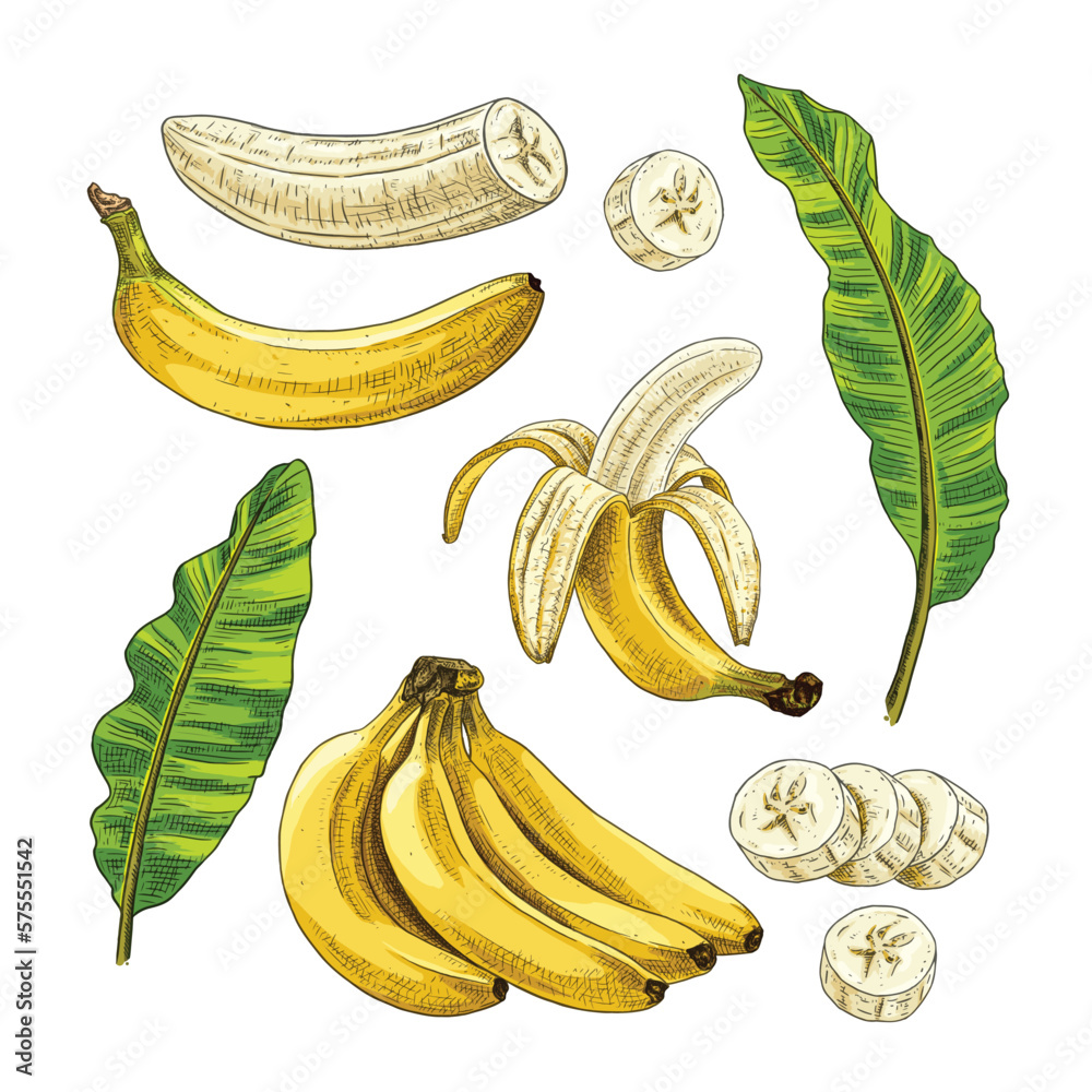 Hand drawn banana. Set sketches with banana branch, peeled, cut slices ...