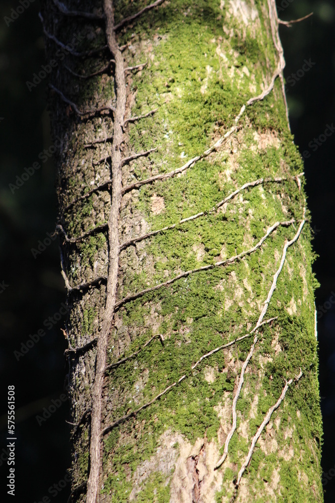 texture, relief, fond d'écran, sauvage, tresse, tissage, arbre, bois ...