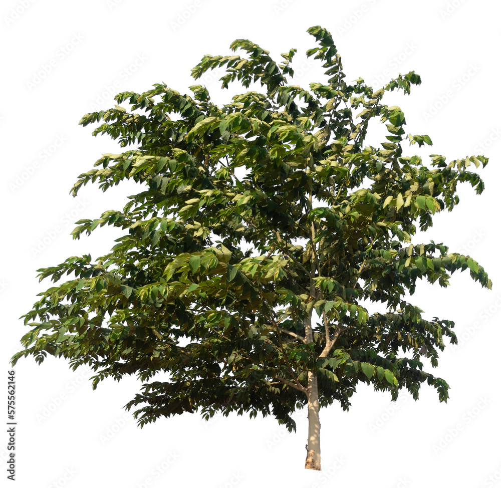 PNG tree with removed original background for easy to drag and drop in ...