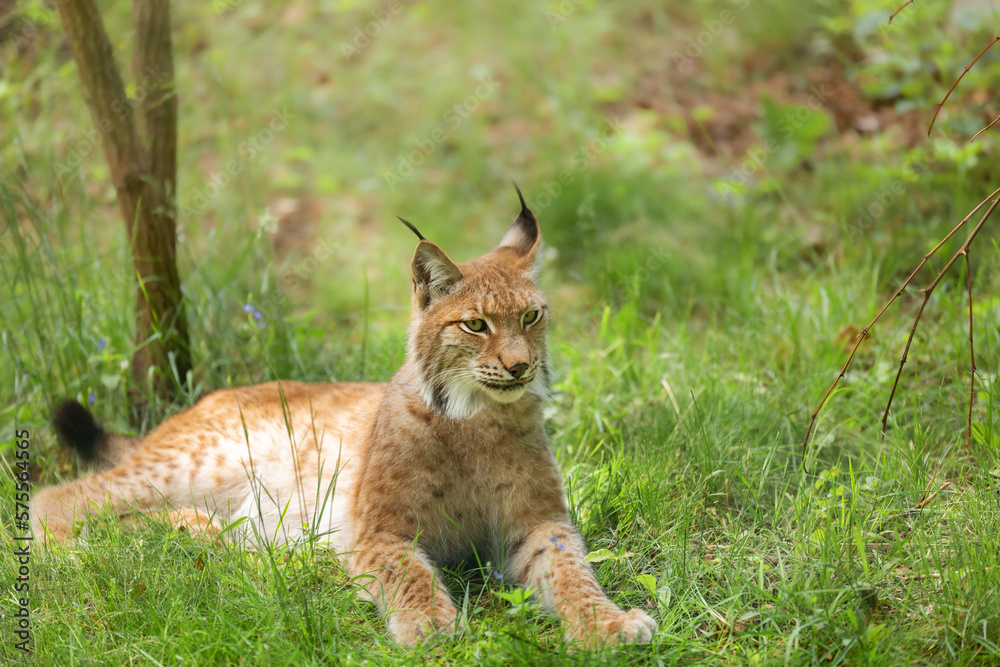 Eurasian lynx (Lynx lynx) is a medium-sized cat native to European and ...
