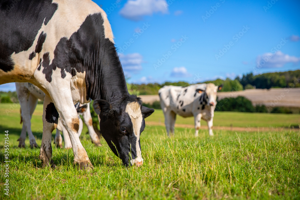 Vache laitière ruminant l'herbe verte dans la campagne au printemps ...