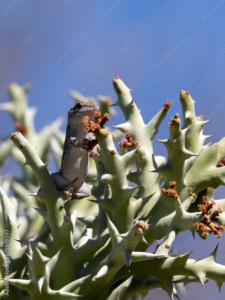 Madagascar Short-headed Day Gecko, Phelsuma breviceps, sits atop a tall ...