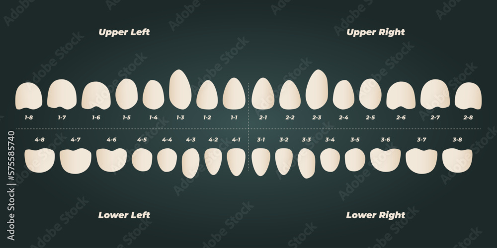 Medical dental diagram illustration. Orthodontist human tooth anatomy ...