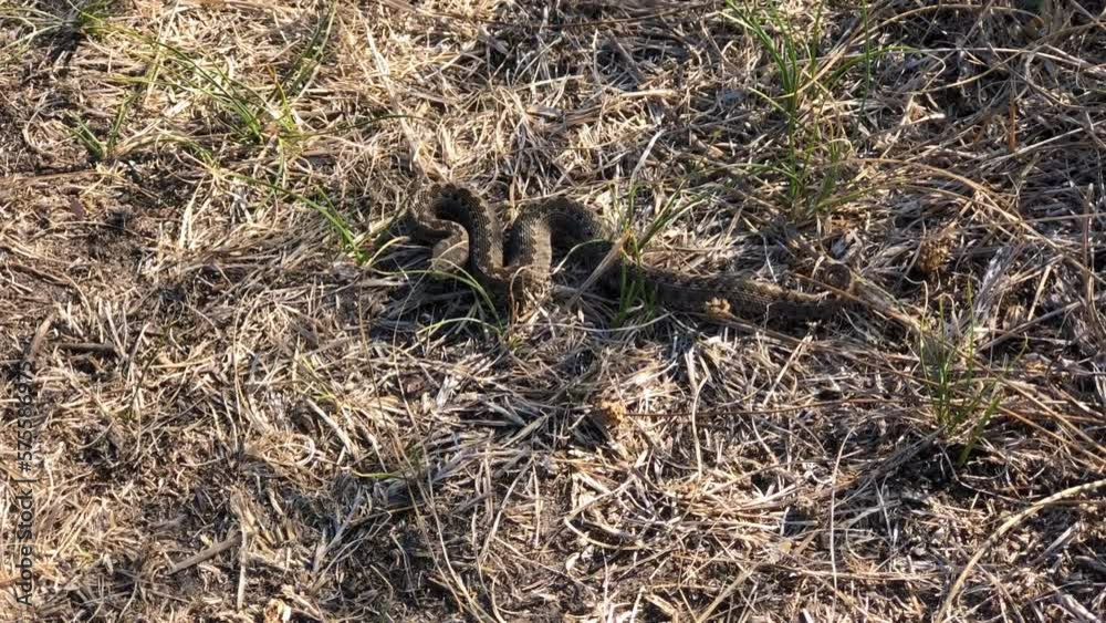 Viper close-up. Steppe viper in an aggressive pose. snake in an ...