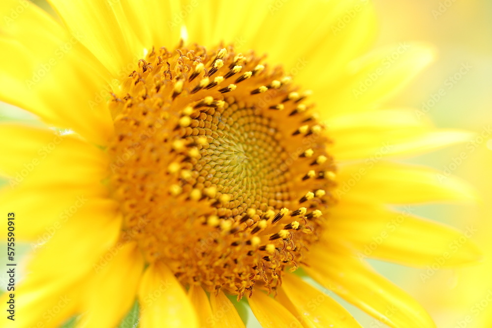Sunflowers are usually tall annual or perennial plants that grow to a ...