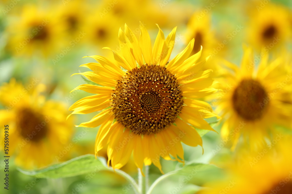 Sunflowers are usually tall annual or perennial plants that grow to a ...