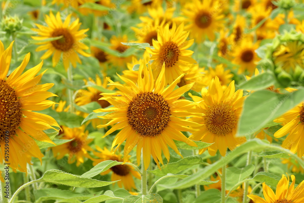 Sunflowers are usually tall annual or perennial plants that grow to a ...