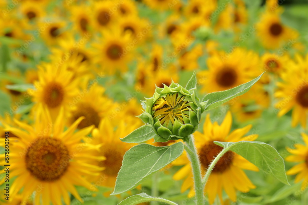 Sunflowers are usually tall annual or perennial plants that grow to a ...