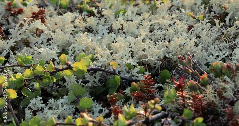 Arctic Tundra lichen moss close-up. Found primarily in areas of Arctic ...