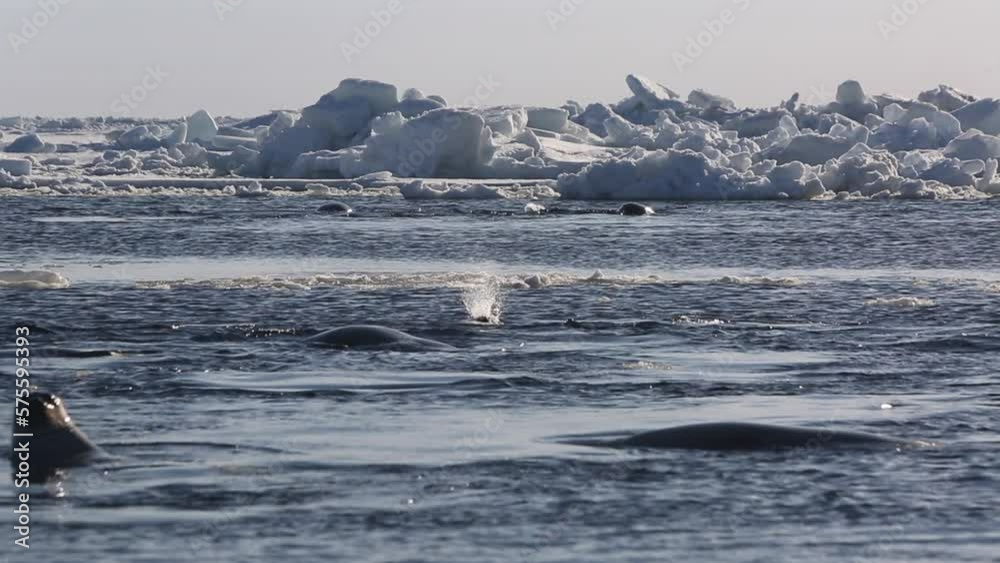 Flock of seals swim and emerge from waters background of glaciers. In ...