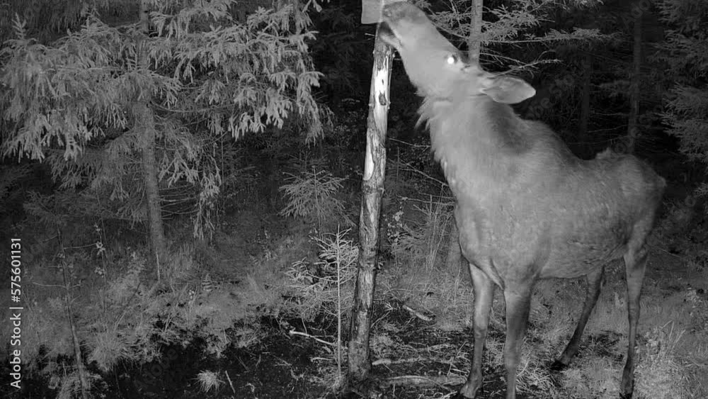 The look of the moose in the middle of the forest during the night time ...