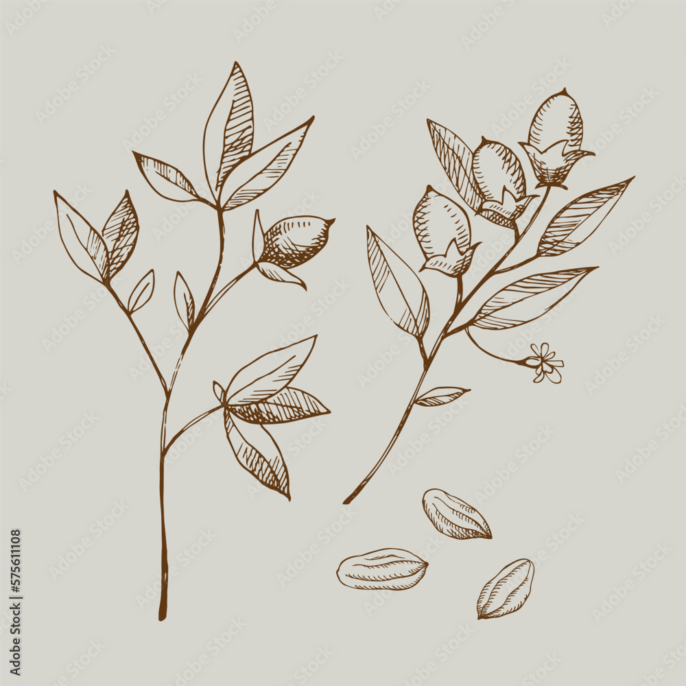 Cocoa set. Hand drawn sketch Cocoa beans, leaves sketch and Cocoa tree ... Cocoa set. Hand drawn sketch Cocoa beans, leaves sketch and Cocoa tree ...