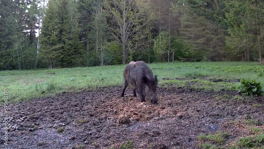 The wild boar running around the pit in the forest with the big trees ...