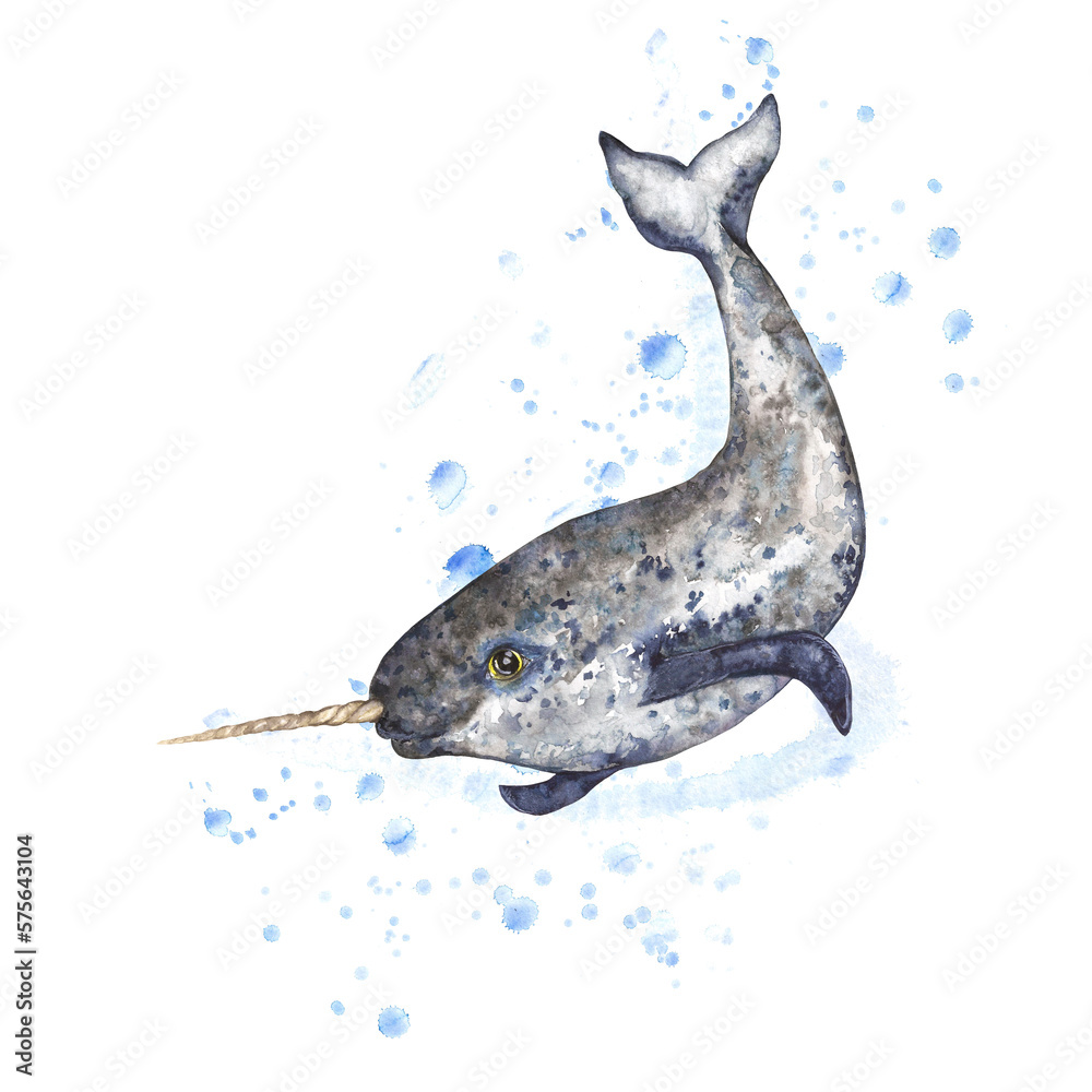 Watercolor illustration of a narwhal in gray-blue tones with a texture ...