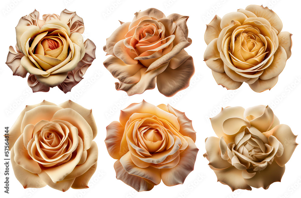Assorted beige and champagne colored roses on transparent PNG ...