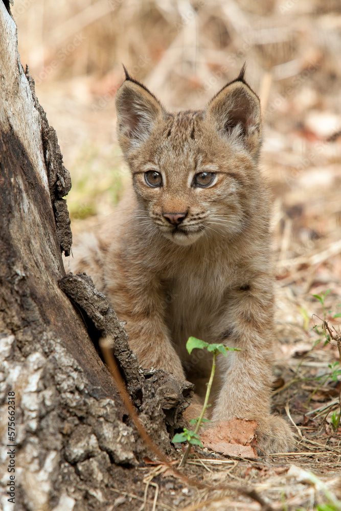 Canada lynx cub sitting hidden by the dry trunk in Banff National Park ...