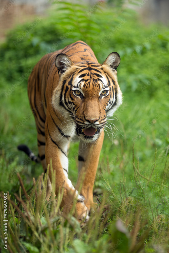 Young malayan tiger female walk on dense vegetation and watching prey ...