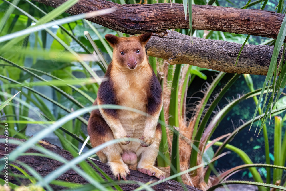 Goodfellows or ornate tree kangaroo against dense jungle foliage. This ...