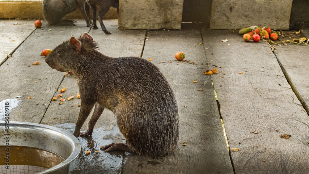 Photo & Art Print Anuje, capibara rodent in captivity - Iquitos Peru, Arian