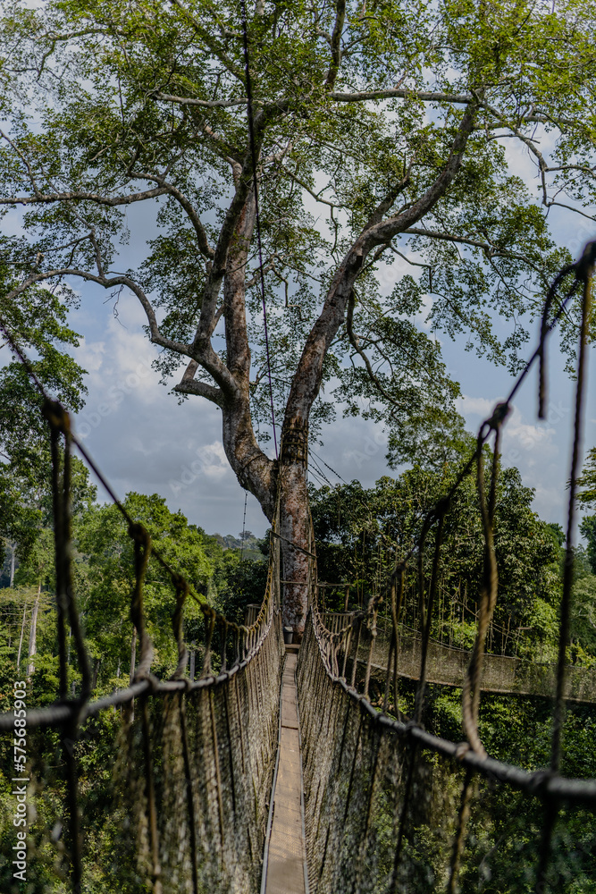 Kakum National Park - the only canopy walkway on the African continent ...