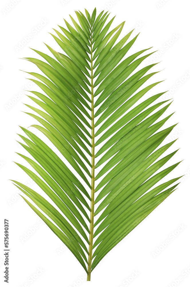 Tropical green leaf of palm tree on transparent background png file ...