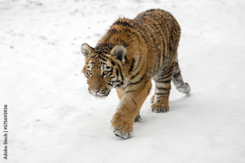 Siberian tiger cub stalking her prey in the snow blizzard. Young ...
