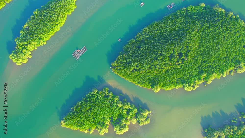 Mangrove Forests Island is a picturesque location that showcases the ...