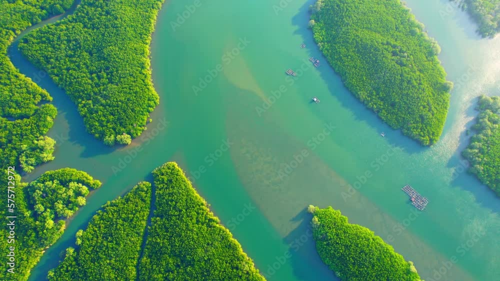 Mangrove forests island is a stunning natural paradise. Its vast ...