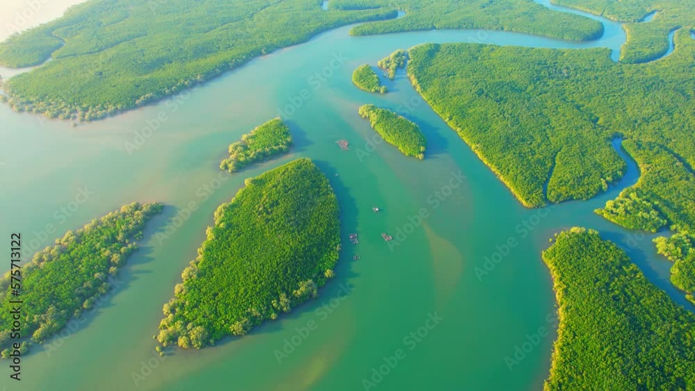 Mangrove forests Island displays a stunning view of its thriving nature ...