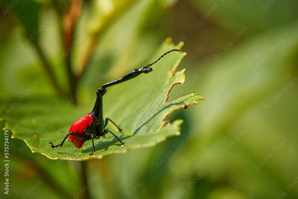 Giraffe weevil, Trachelophorus giraffa, vulnerable beetle with dark ...