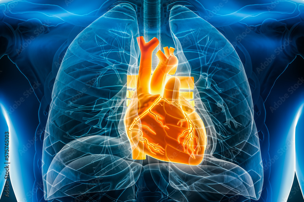 Xray anterior or front view close_up of human heart 3D rendering ...