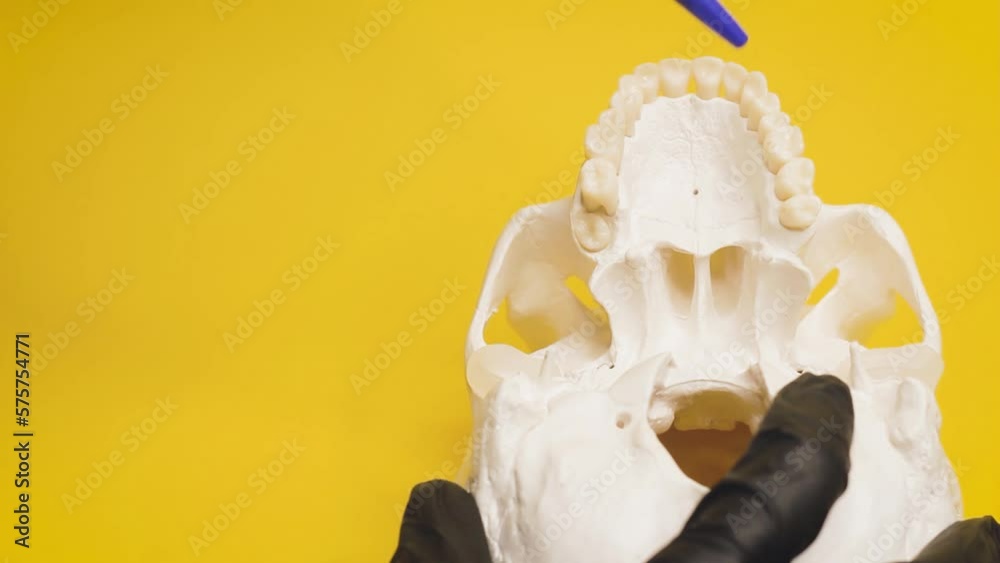 Human skull the structure of the bone of the head is a medical layout ...