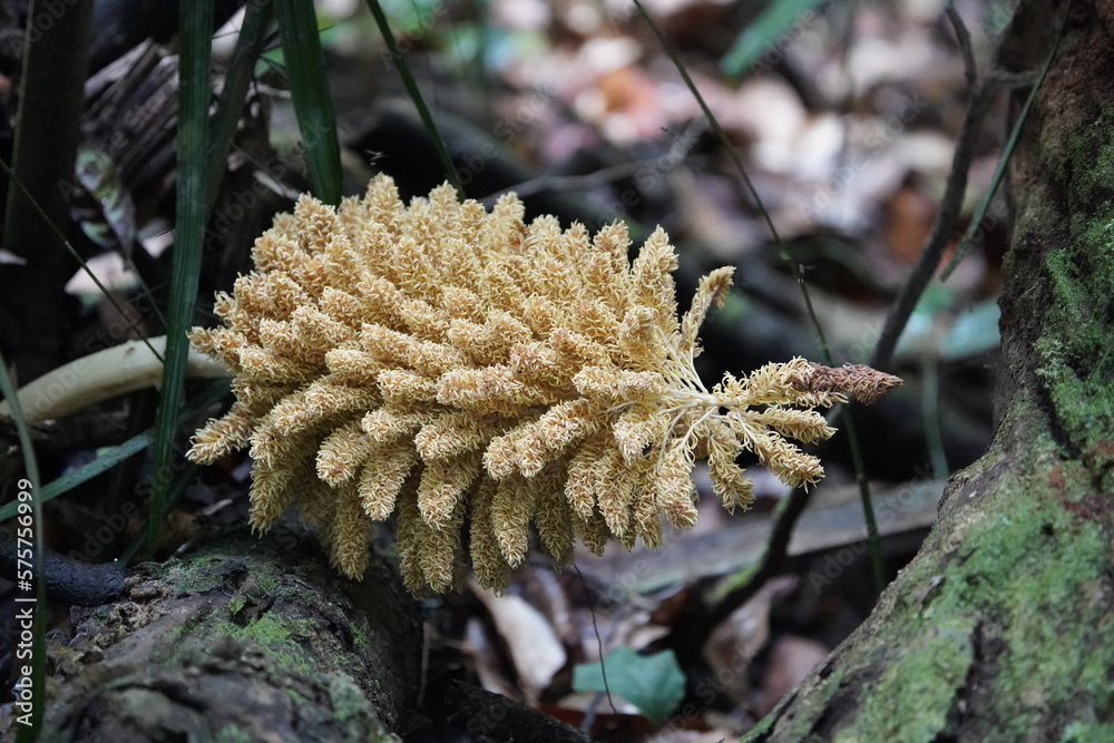 Astrocaryum murumuru (Portuguese common name: murumuru) is a palm ...