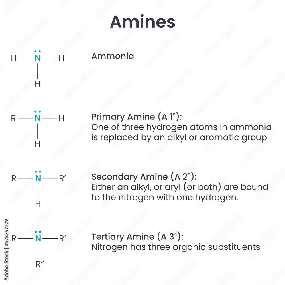 Amines Biochemistry Functional Group science vector illustration ...