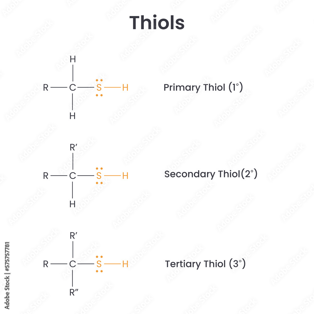 Thiols Biochemistry Functional Groups science vector infographic Stock ...