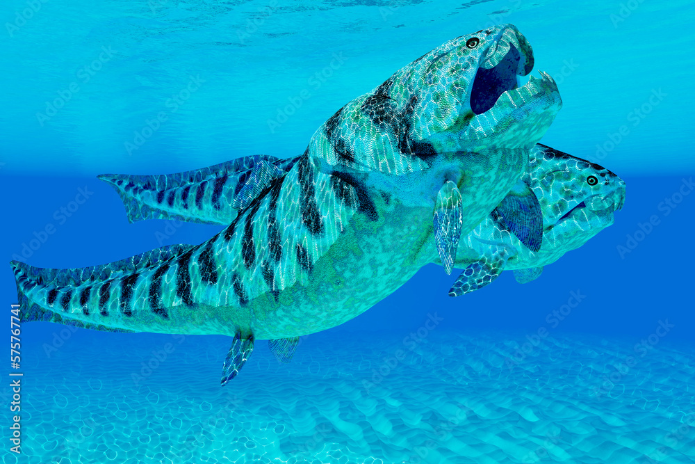 Dunkleosteus Fish - Dunkleosteus was a carnivorous placoderm fish that ...