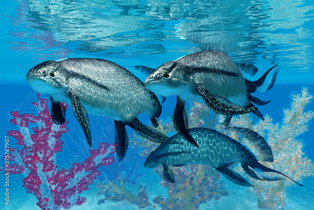 Scaumenacia Fish - Scaumenacia was a primitive jawless fish that lived ...