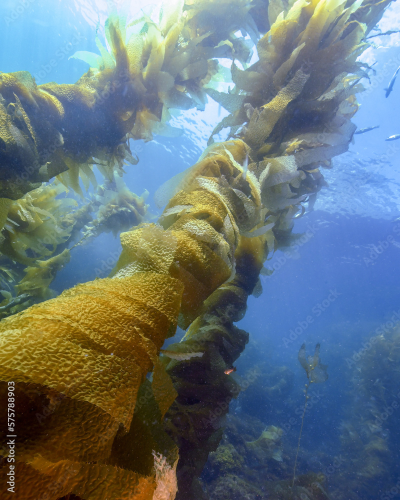Foto de A Kelp Forest Rises From the Bottom of the Ocean to the Surface ...