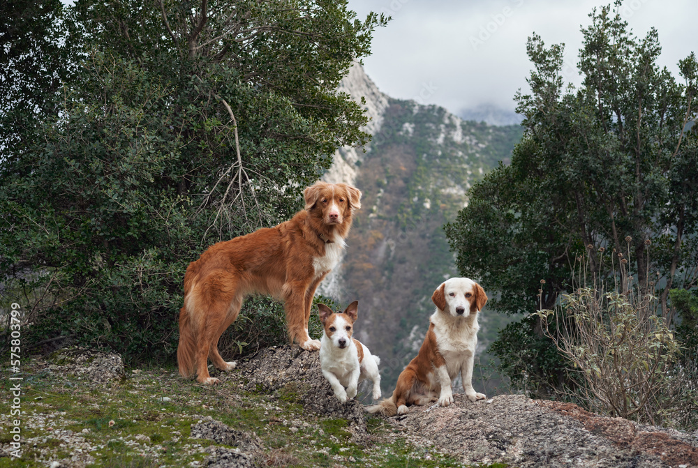 three red-white dogs against the backdrop of mountains in the park. Pet ...