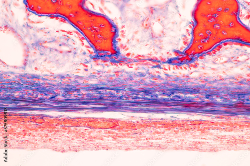 Adipose tissue human, Soft palate human, Bone human and Striated ...