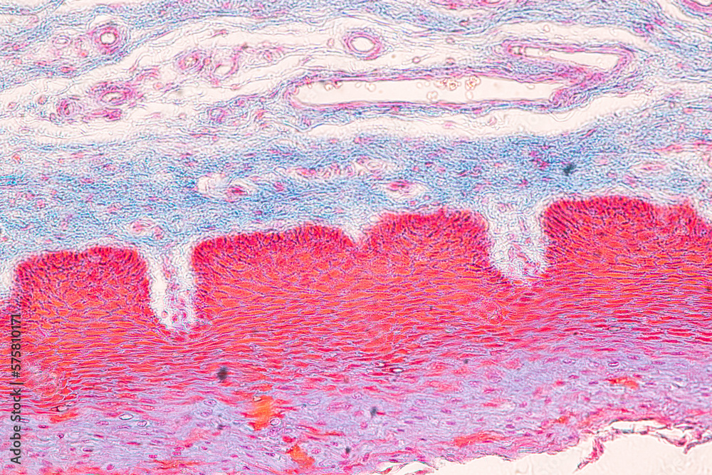 Adipose tissue human, Soft palate human, Bone human and Striated ...