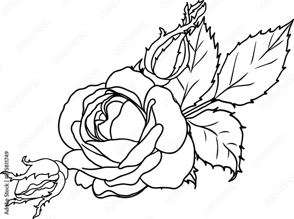 Burgundy iceberg rose png.Beautiful flower on transparent background ...