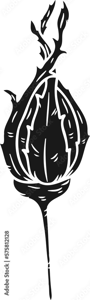 Burgundy iceberg rose png.Beautiful flower on transparent background ...