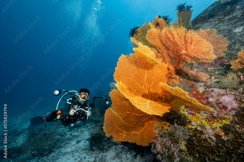 Male scuba diver with camera taking a photo with Gorgonian Sea Fan ...