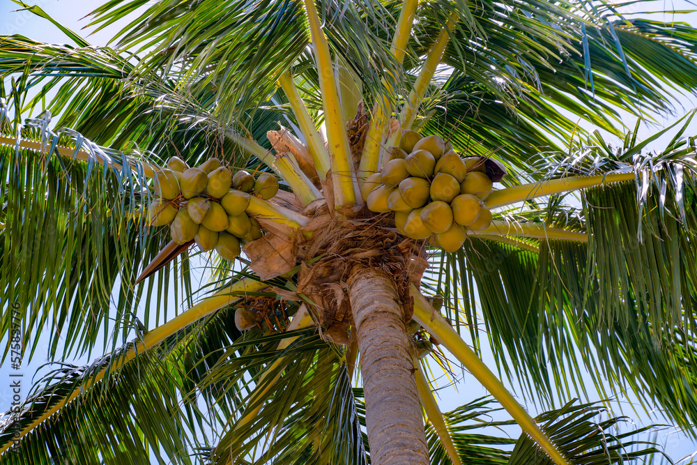 Underneath a coconut tree at Bill Baggs Cape Florida State Park in ...