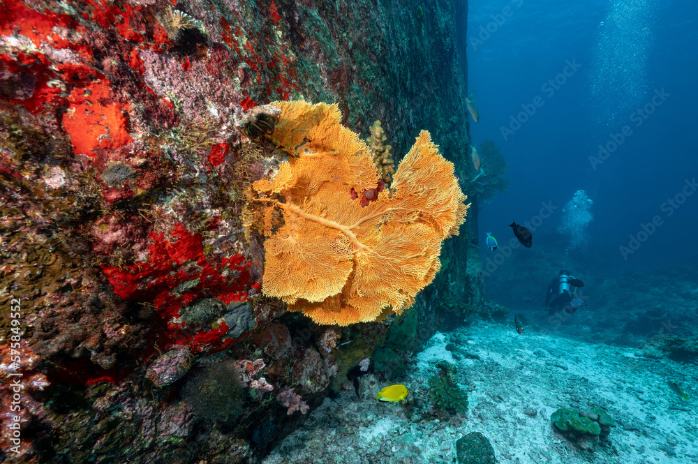 Giant Branching Gorgonian Sea Fan coral (Seafan) with colorful coral ...