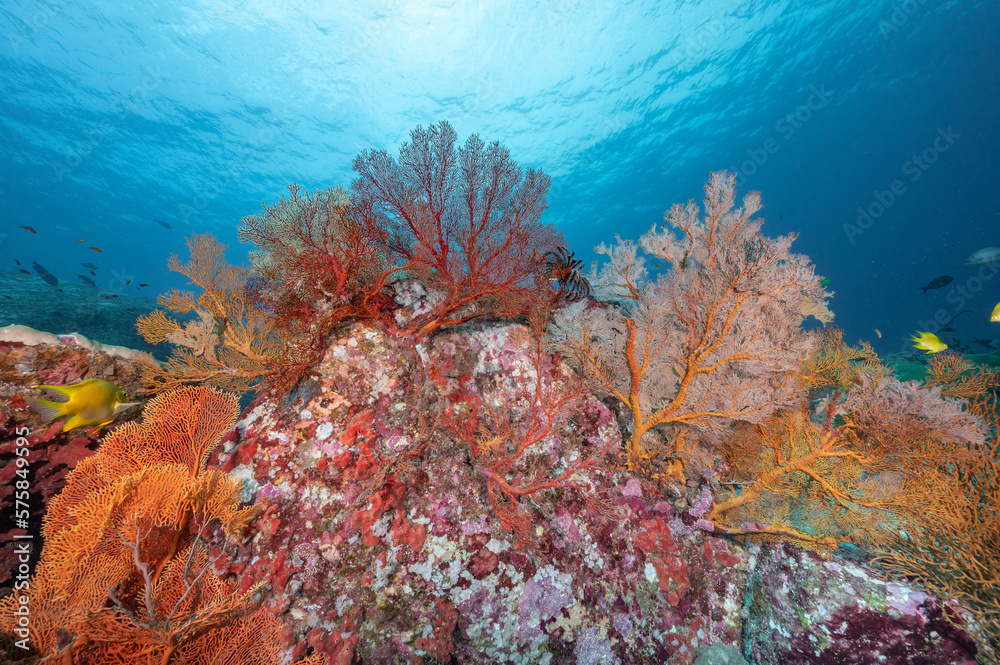 Colorful Branching Gorgonian Sea Fan coral (Seafan) on the rock with ...