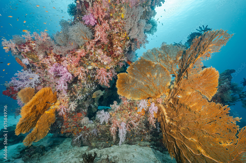 Giant Branching Gorgonian Sea Fan coral (Seafan) with colorful soft ...