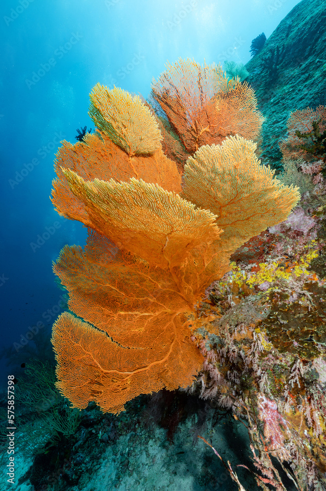 Giant Branching Gorgonian Sea Fan coral (Seafan) with colorful coral ...
